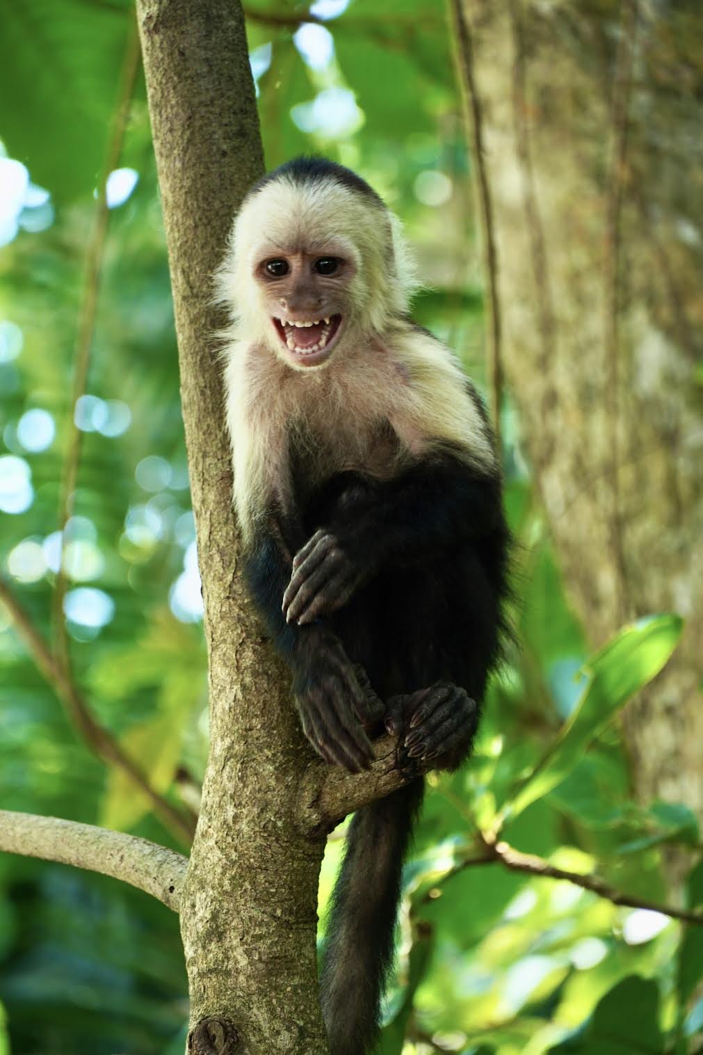 18 curiosidades sobre a Costa Rica que você não conhecia e que vão te ...