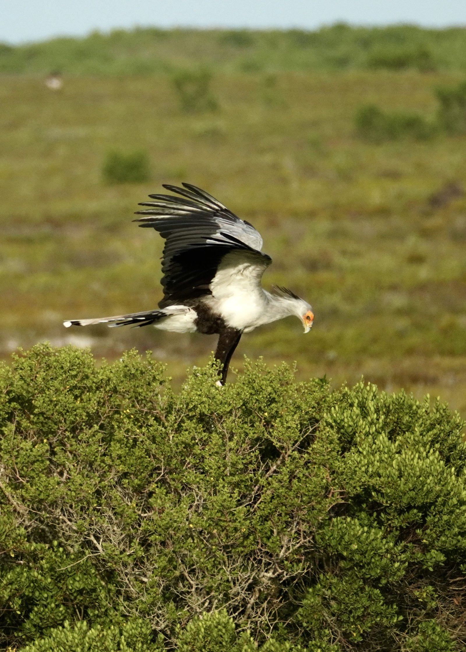 Guía de la Reserva Natural De Hoop, Dunas Blancas y Fauna